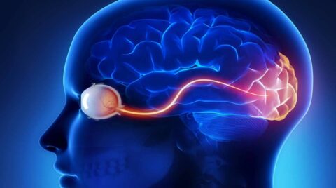 Neuro Ophthalmology: Vision & Brain Connection Explained 25